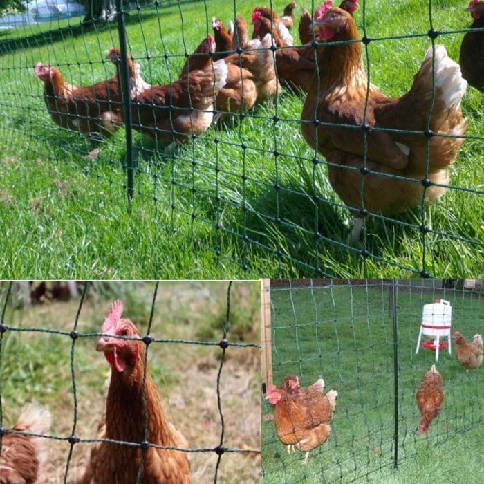120 cm tall Chicken Net - Agrisellex UK